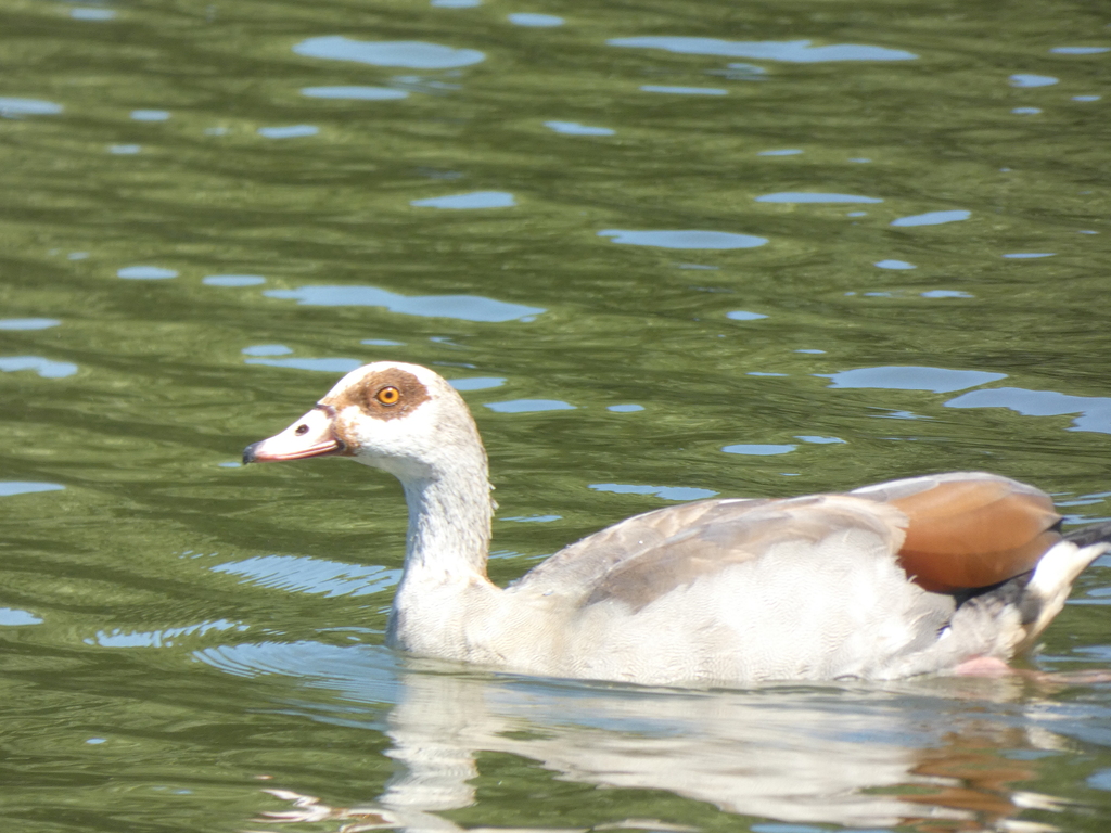 Egyptian Goose from Porto, Portugal on July 18, 2022 at 10:40 AM by ...
