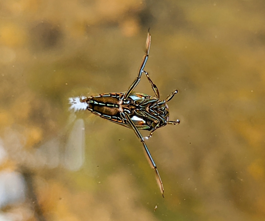 Enithares from Poomaale Beforest on July 19, 2022 at 12:42 PM by Harsha ...