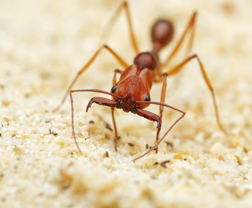 Infandus-group Trap-jaw Ants (Complex Odontomachus infandus) · iNaturalist