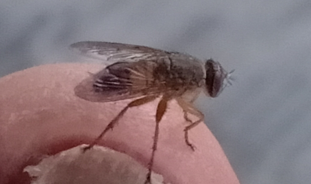 House Flies and Allies from 48H5+JVX, Kerala Estate, Kerala 679327 ...