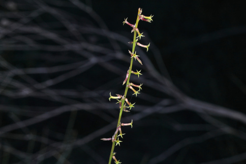 Stackhousia intermedia · iNaturalist