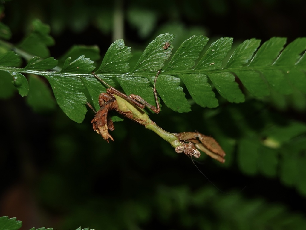 Acromantis satsumensis in July 2022 by orthoptera-jp · iNaturalist
