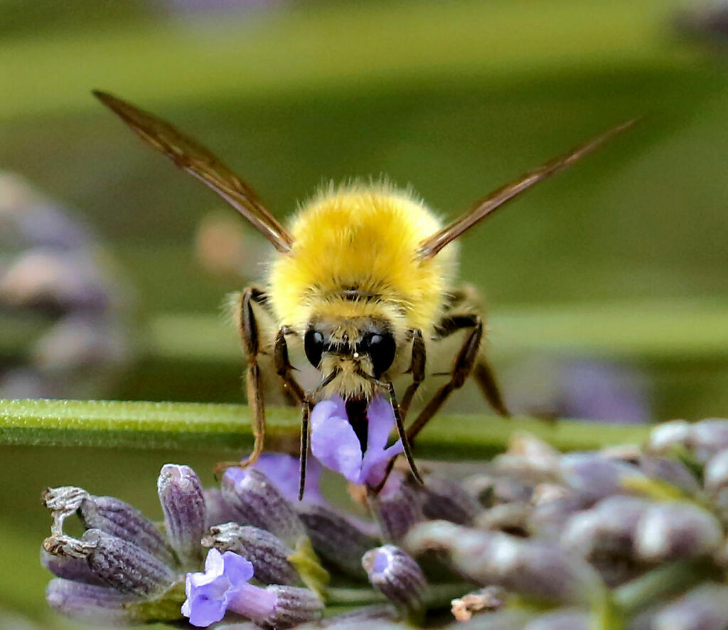 Perplexing Bumble Bee from Kingsport, TN, USA on July 11, 2022 at 11:38 ...