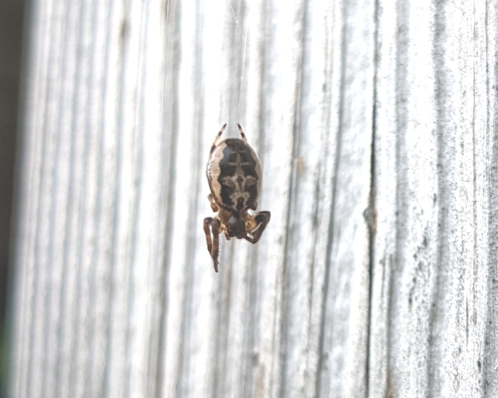 Furrow Orbweaver from Hamlin Township, PA, USA on July 19, 2022 at 07: ...