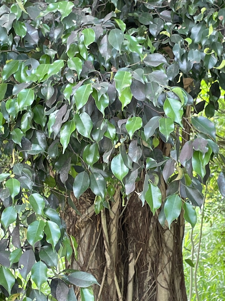 Weeping fig from Puerto Rico, San Juan, Puerto Rico, US on July 18 ...