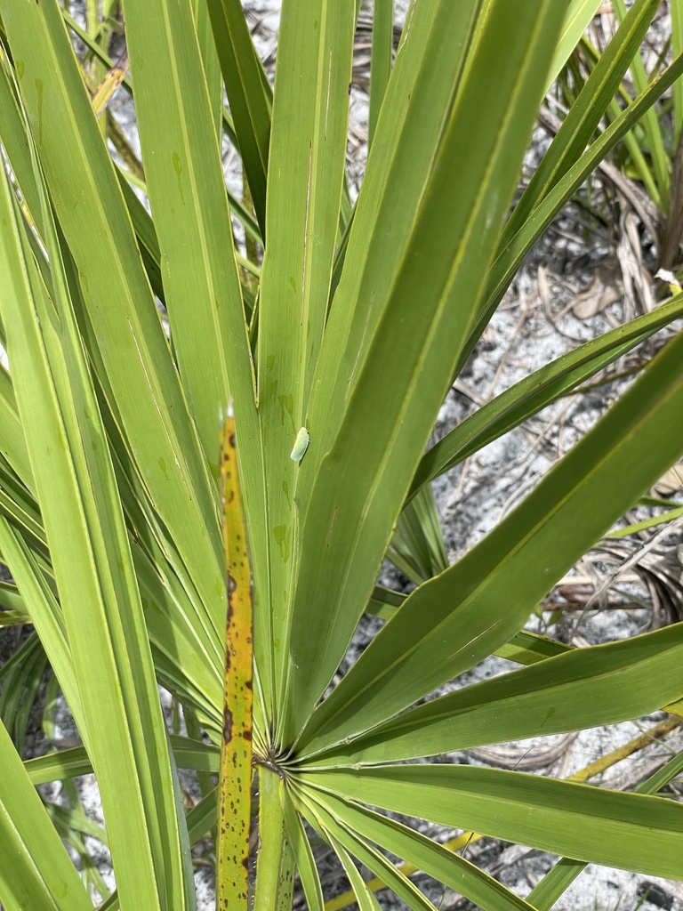 Palm Flatid Planthopper from Kenansville, FL, US on July 17, 2022 at 02 ...