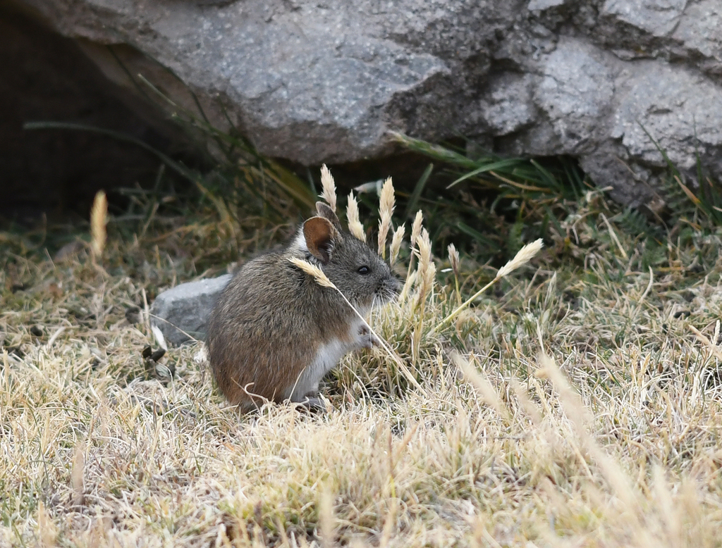 Painted Big-eared Mouse from Huarochirí Province, Peru on July 18, 2022 ...