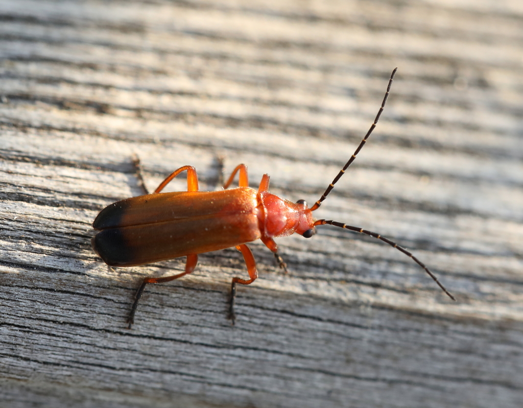 Common Red Soldier Beetle from Oudalle, France on July 19, 2022 at 02: ...