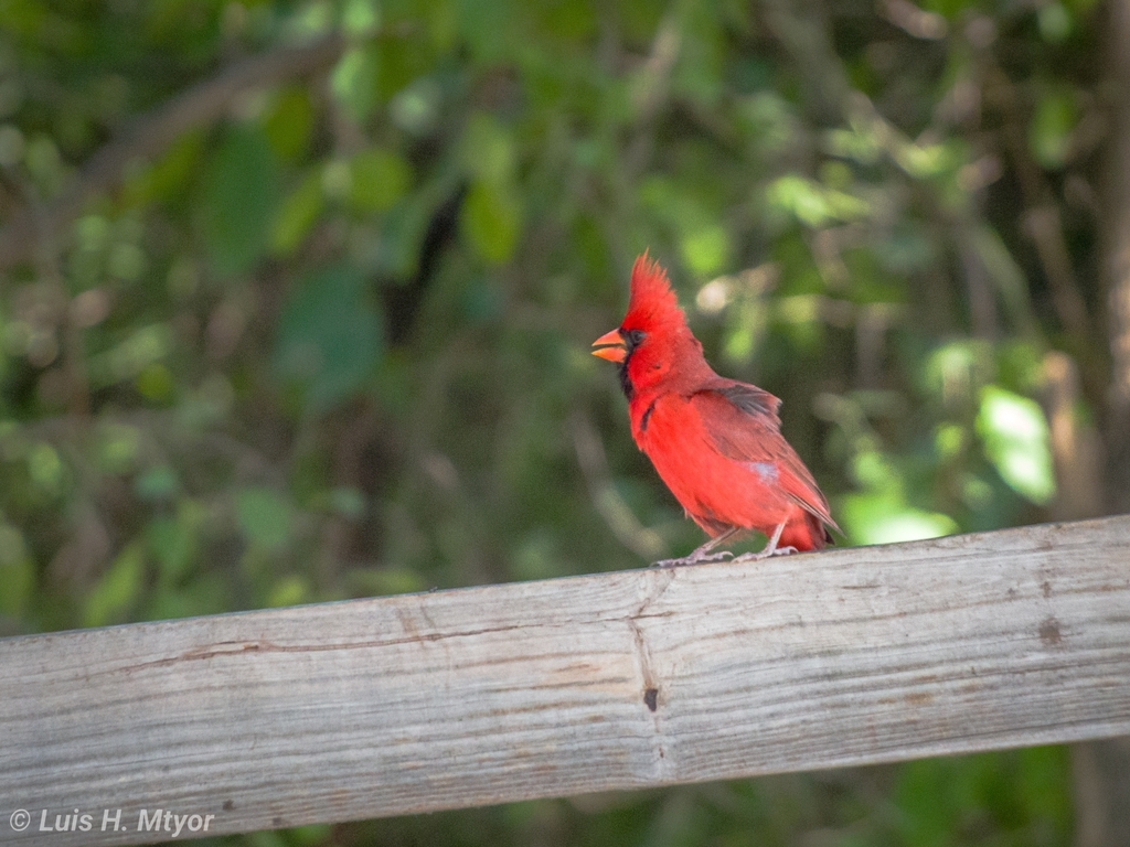 Northern Cardinal from 65750, Centro de Gral Zuazua, 65755 Gral Zuazua ...