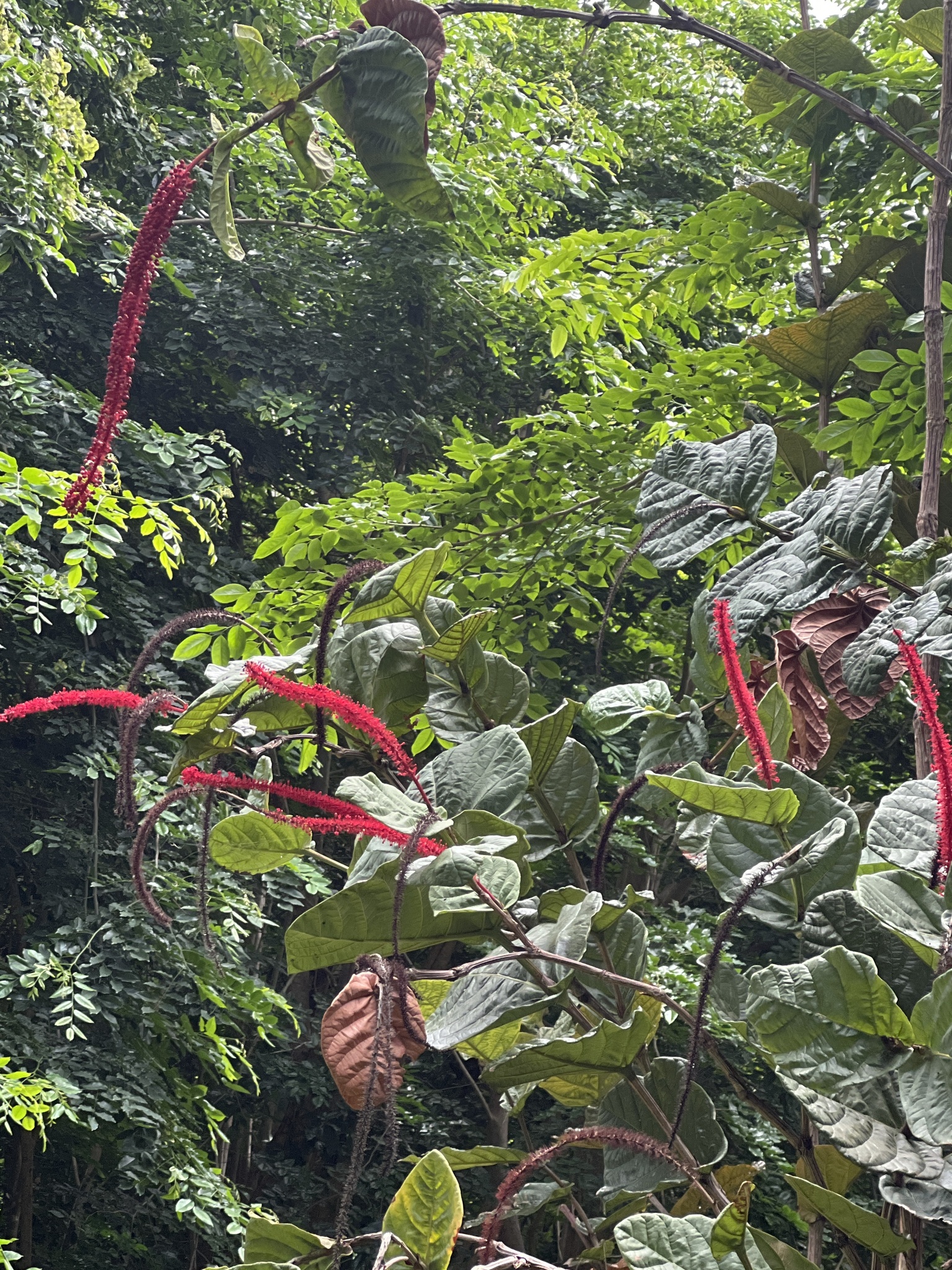 Coccoloba rugosa Desf.