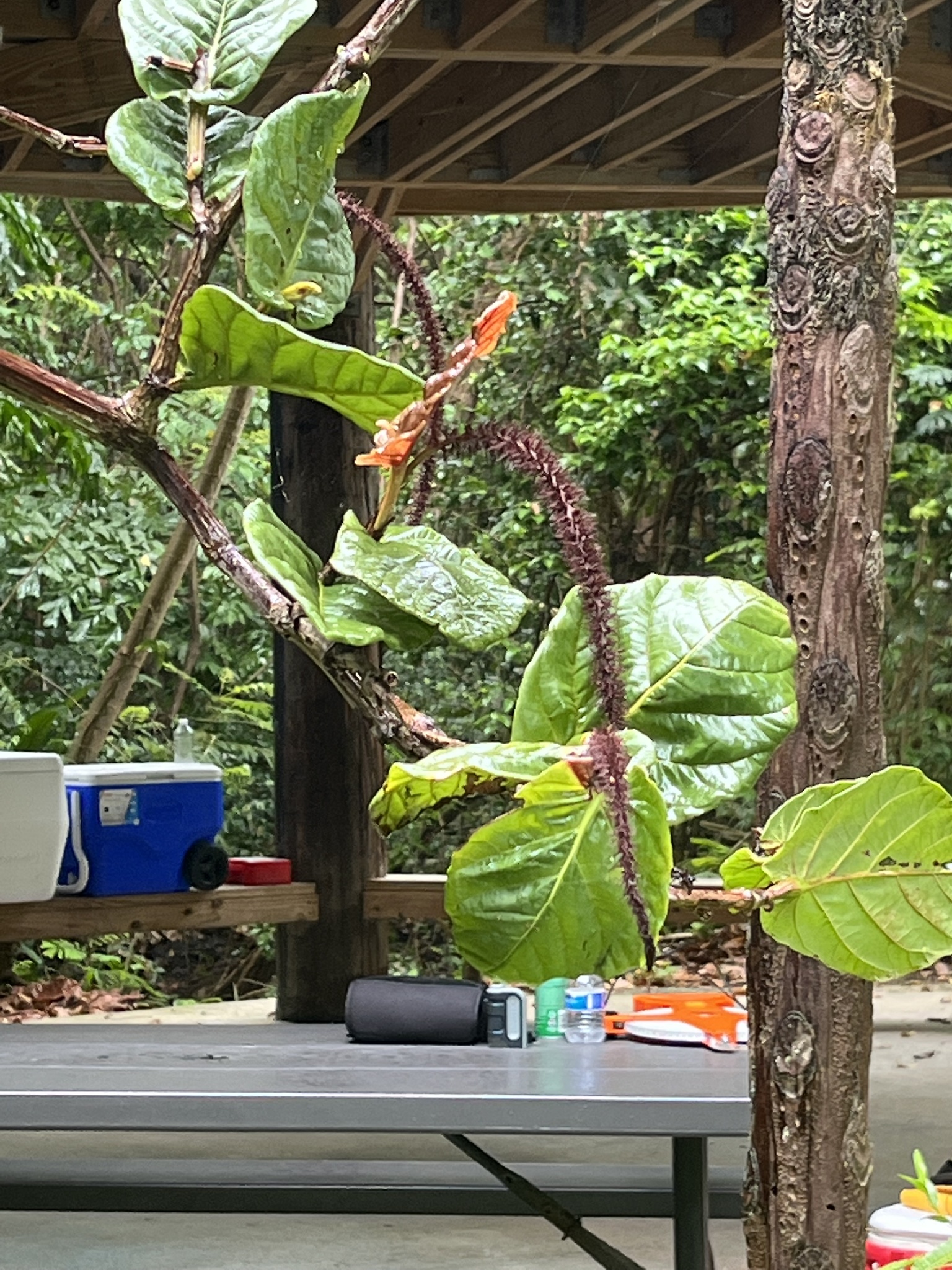 Coccoloba rugosa Desf.