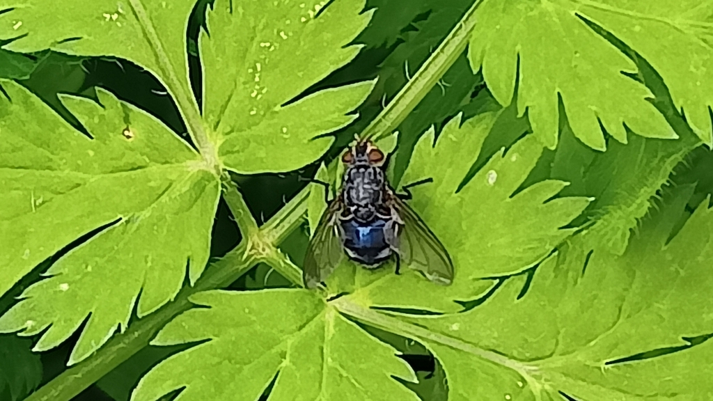 Bluebottle Flies from Tatrzanski PN, Tatra, PL-MA, PL on July 19, 2022 ...
