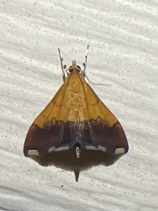 Bicolored Pyrausta Moth in July 2022 by betsy_c · iNaturalist
