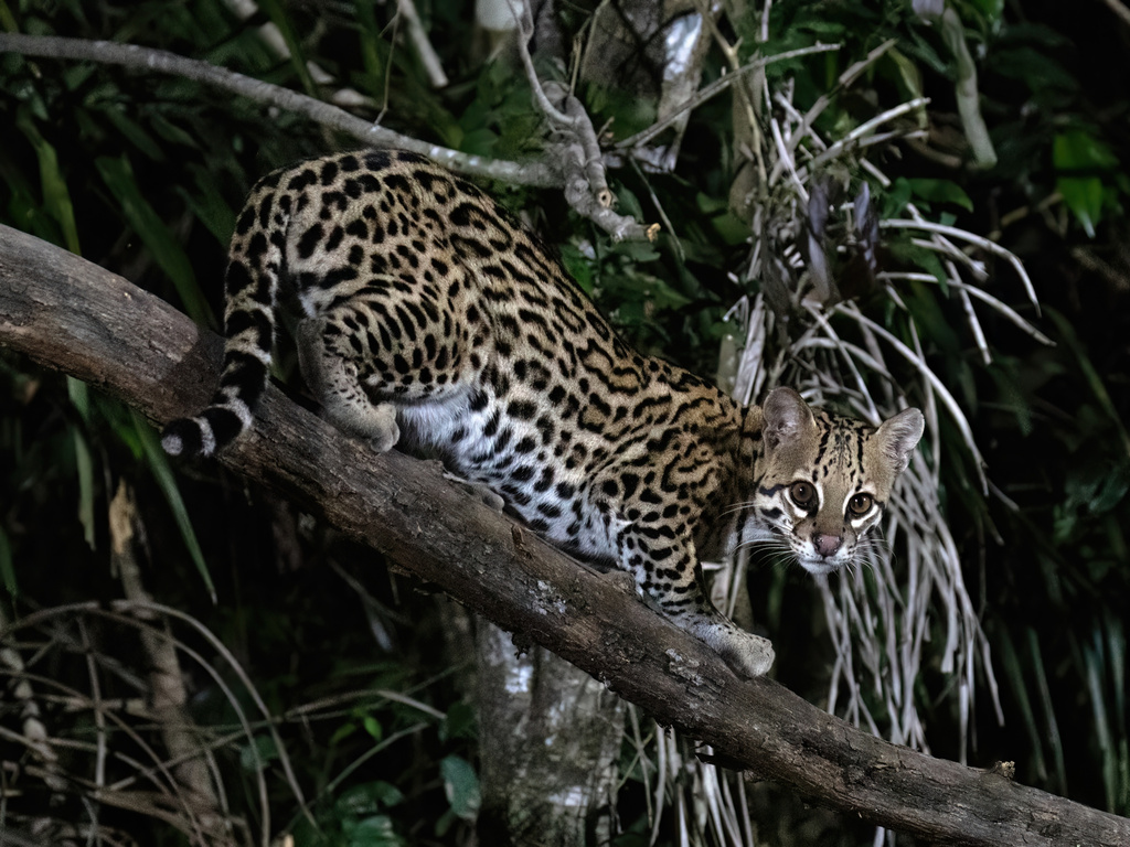 Ocelot (Leopardus pardalis) - Know Your Mammals Ocelot (Leopardus pardalis) - Know Your Mammals