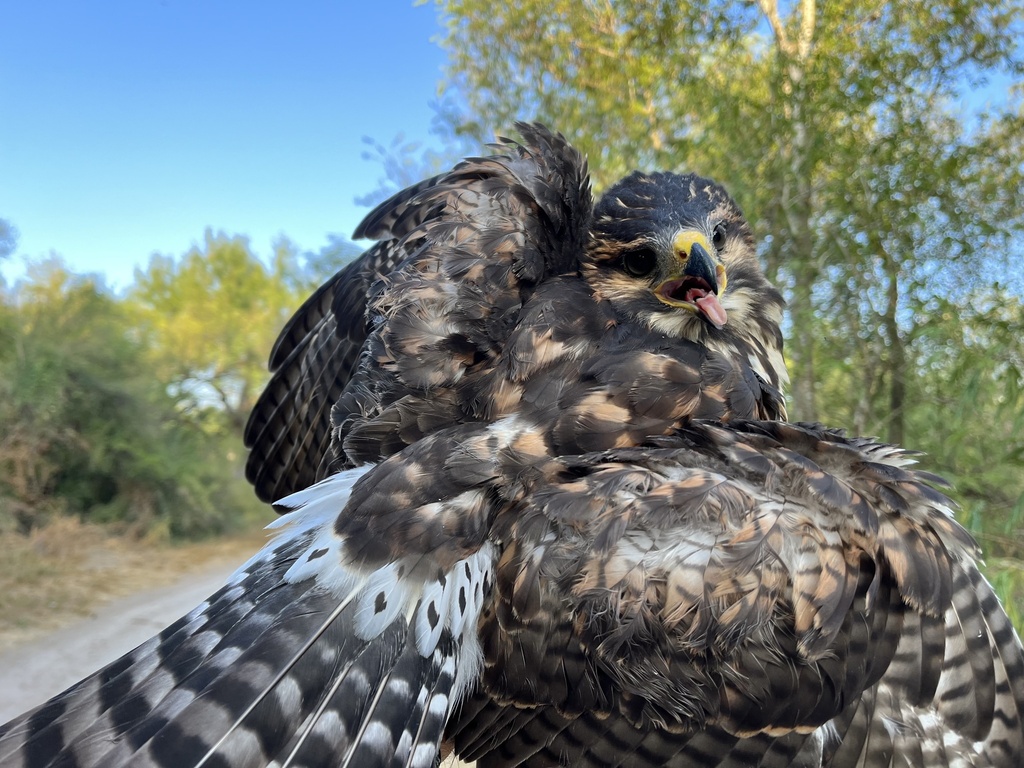 Gray Hawk from Mission, TX, US on July 19, 2022 at 07:54 AM by Mike ...