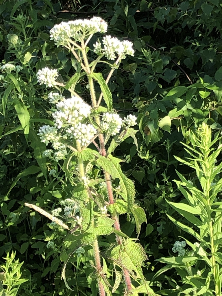 common boneset from Thayer Beach Rd, Colchester, VT, US on July 19 ...