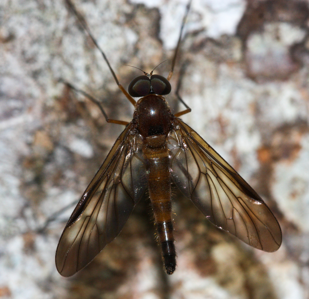 Snipe Flies from Maquipacuna Reserve & Ecolodge, Metropolitan District ...