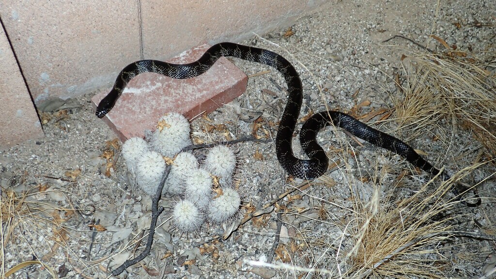 California King Snake in July 2022 by Patrick Cicero · iNaturalist