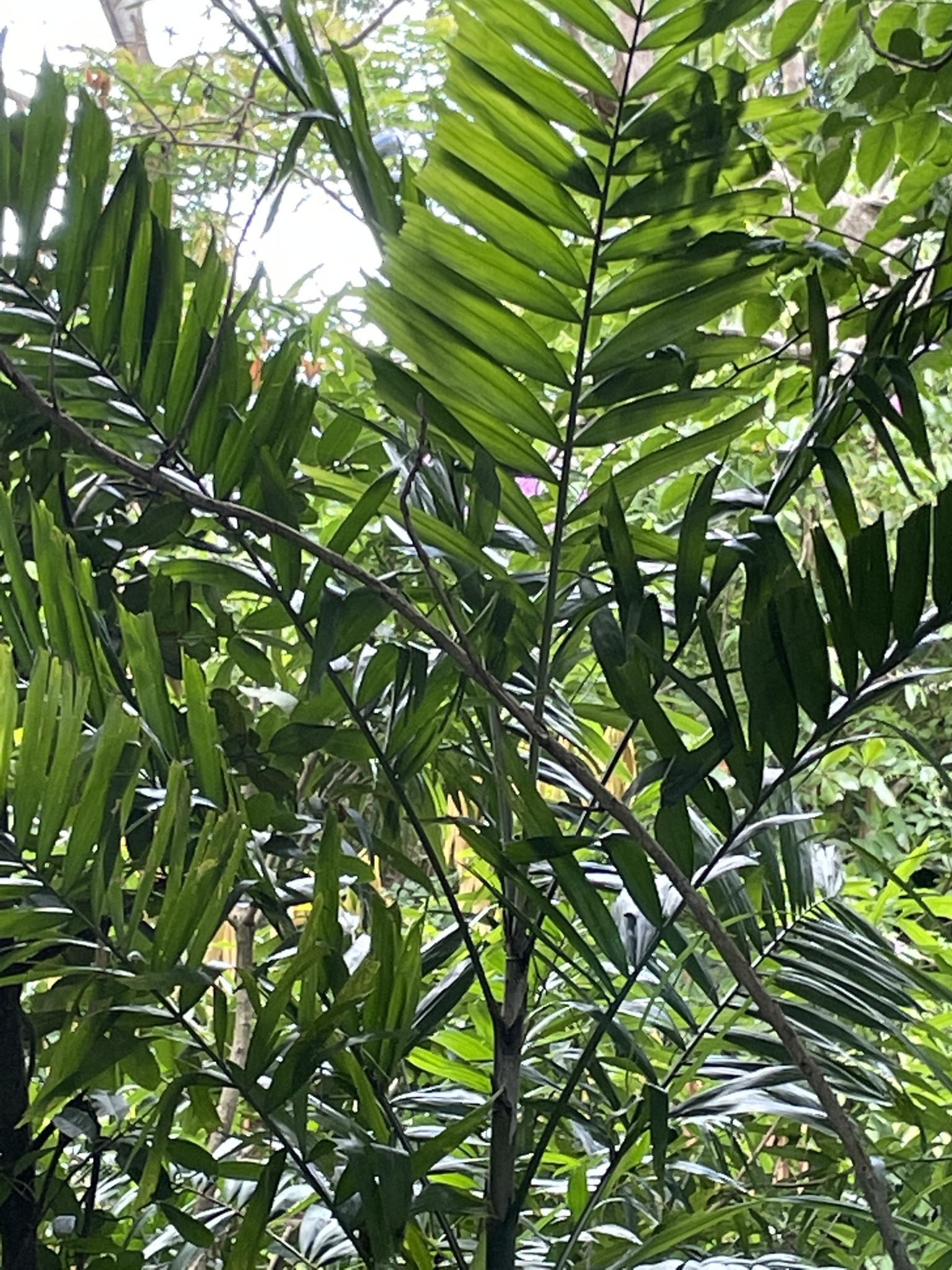 Ptychosperma macarthurii (H.Wendl. ex H.J.Veitch) H.Wendl. ex Hook.f.