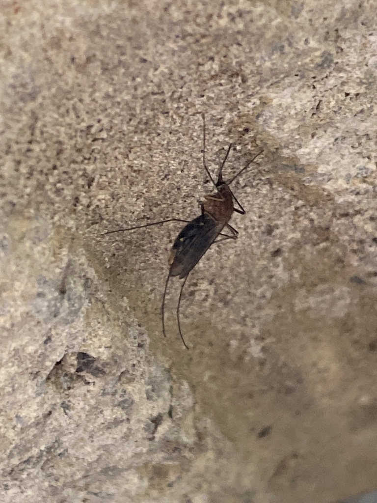 Culicine Mosquitoes from Birdworld, Farnham, England, GB on July 19 ...