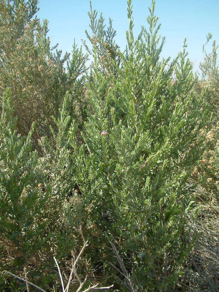 Arrowweed (Rio Bosque Wetlands Biological Treasure Hunt) · iNaturalist