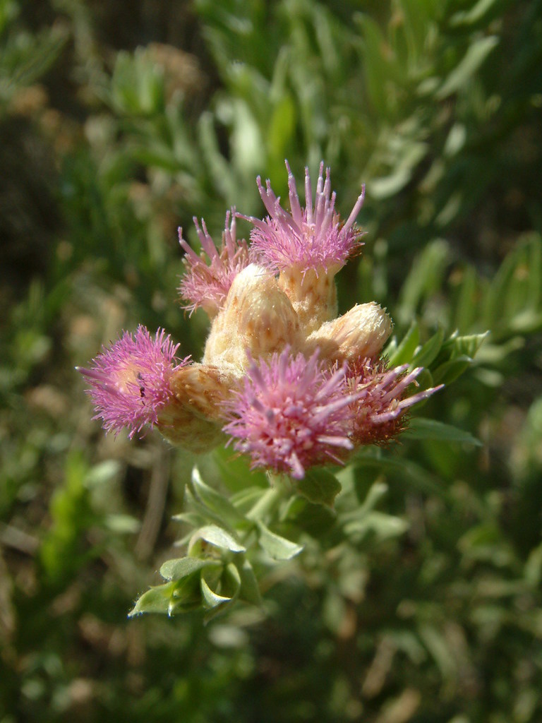 Arrowweed (Rio Bosque Wetlands Biological Treasure Hunt) · iNaturalist