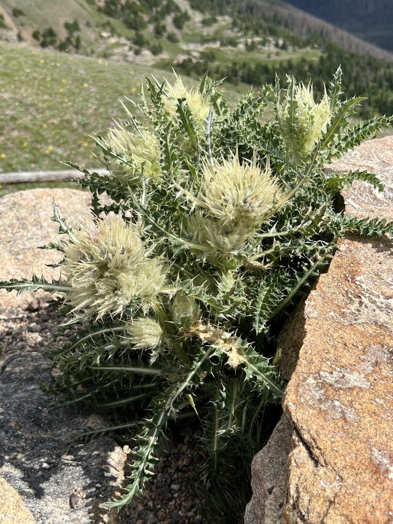Mountain Thistle from Rocky Mountain National Park, Estes Park, CO, US ...