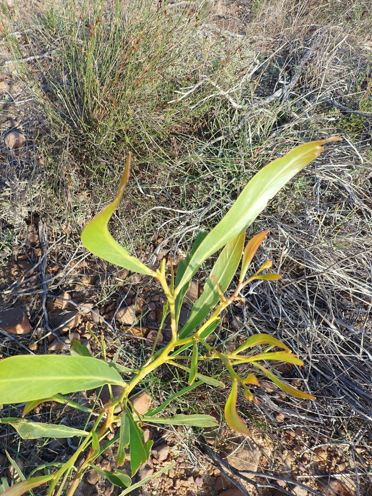 golden wreath wattle from Voelvlei dam, Cape Winelands, South Africa on ...