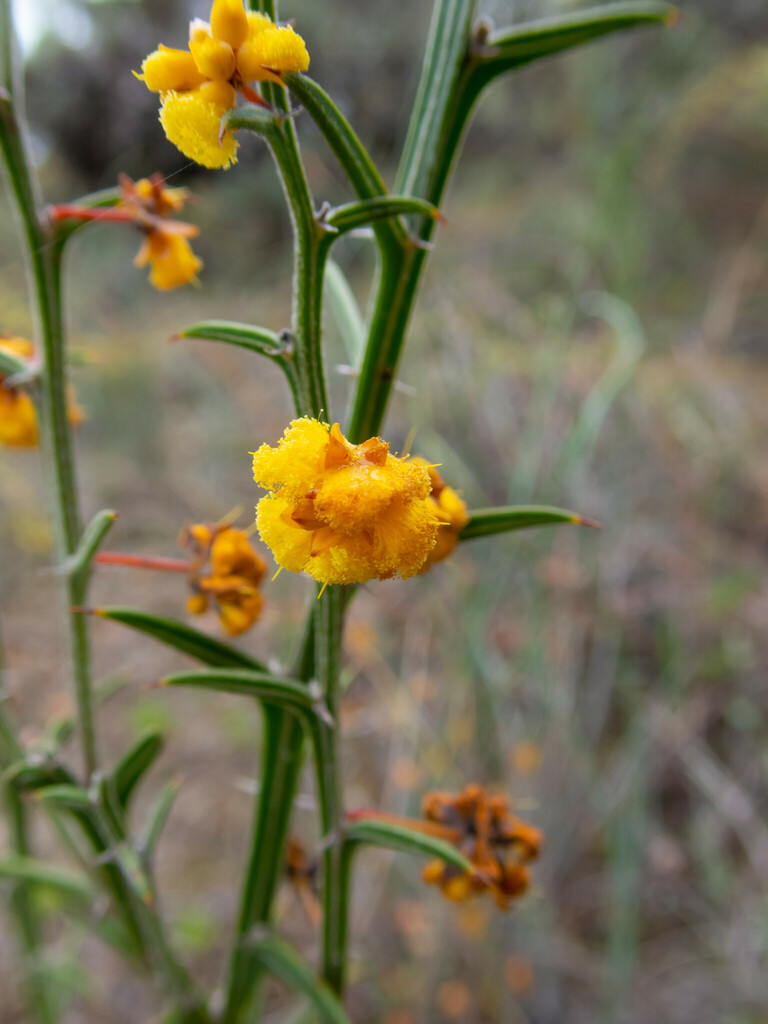 Narrow-winged Wattle from Malebelling WA 6302, Australia on July 17 ...