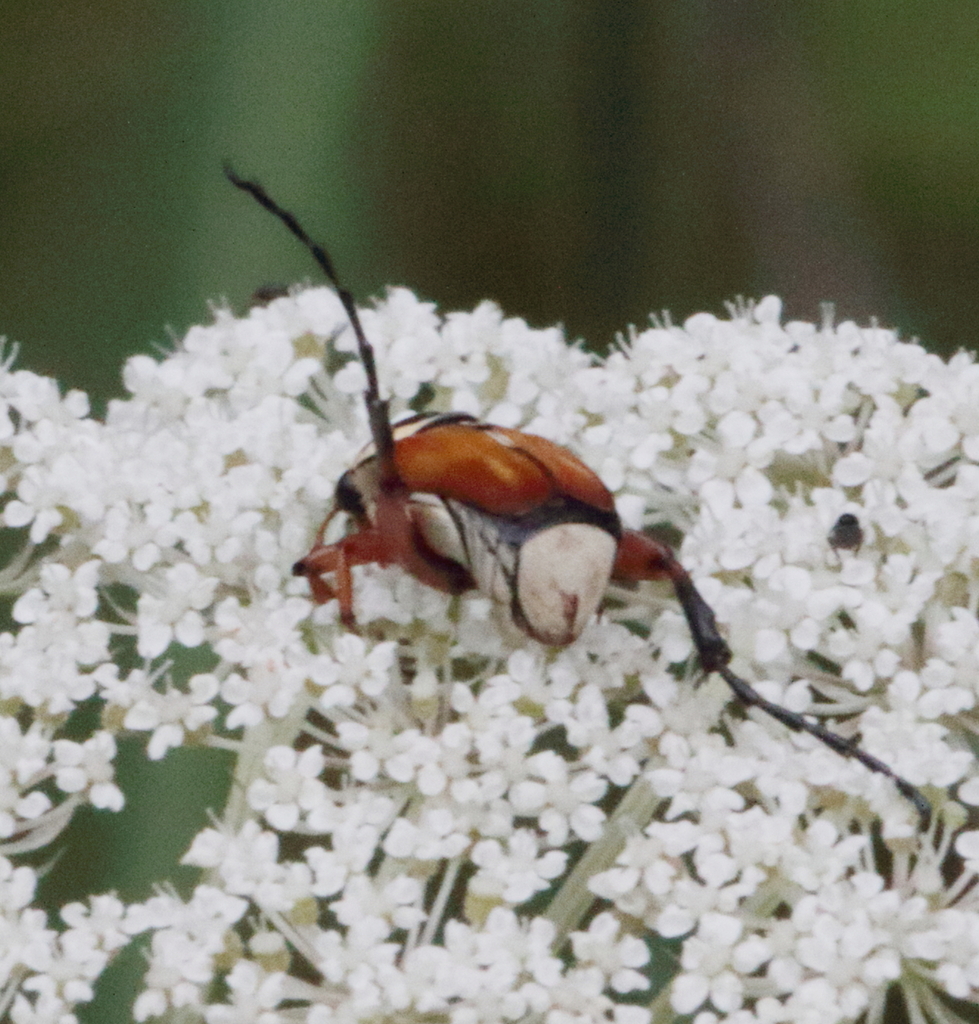 Delta Flower Scarab from Calvert Cliffs State Park on July 17, 2022 at ...