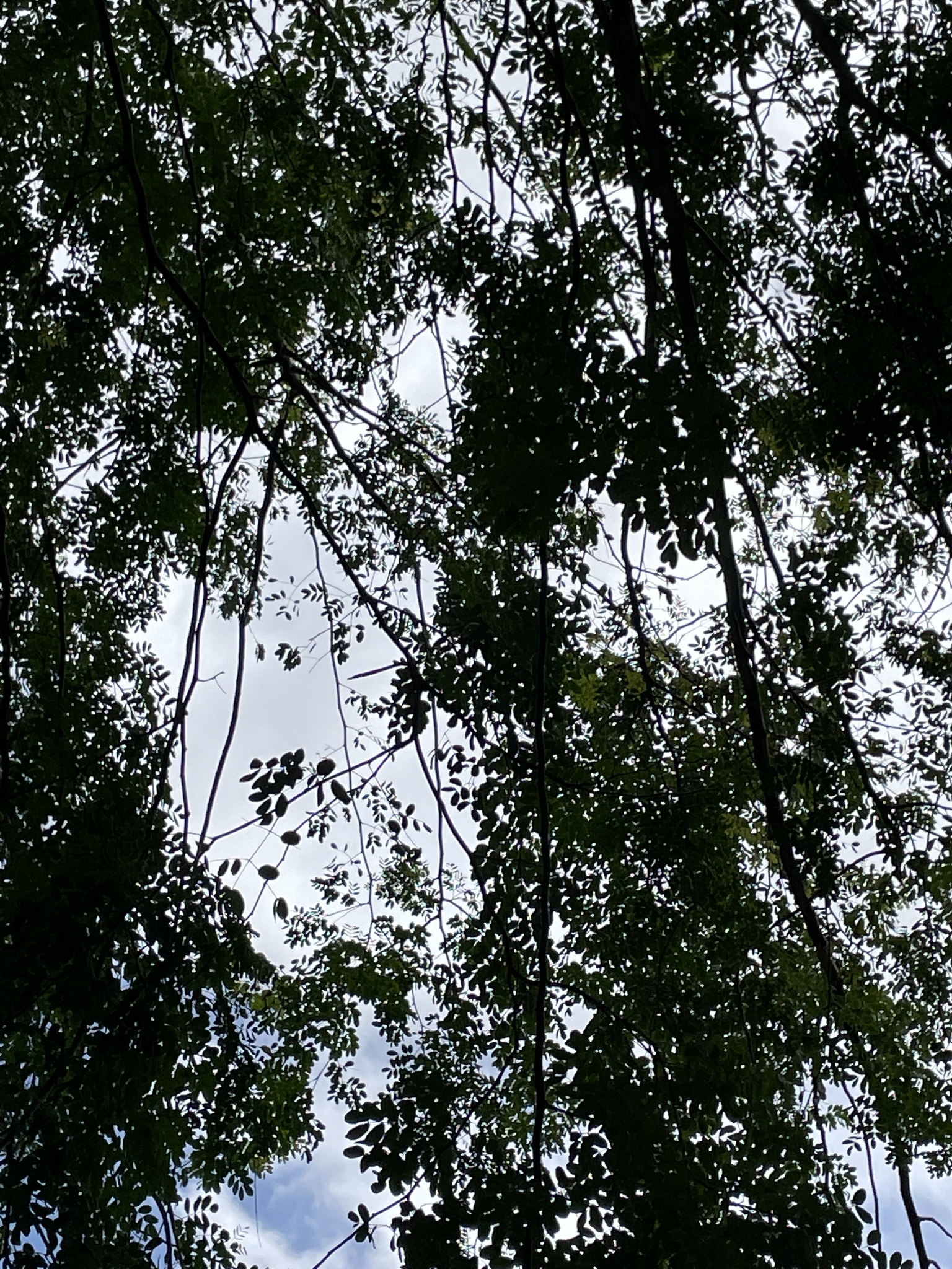 Libidibia punctata (Willd.) Britton