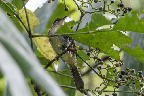 Cream-vented Bulbul (Common White-eyed) (Subspecies Pycnonotus simplex ...