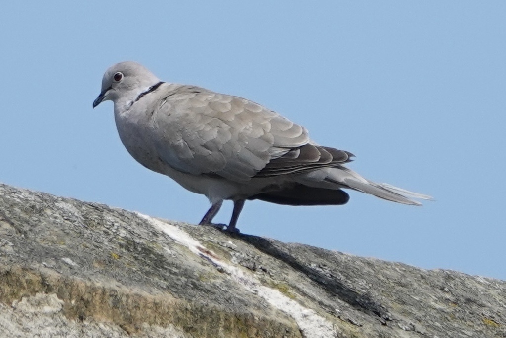 Eurasian Collared-Dove from West Yorkshire, England, GB on July 18 ...