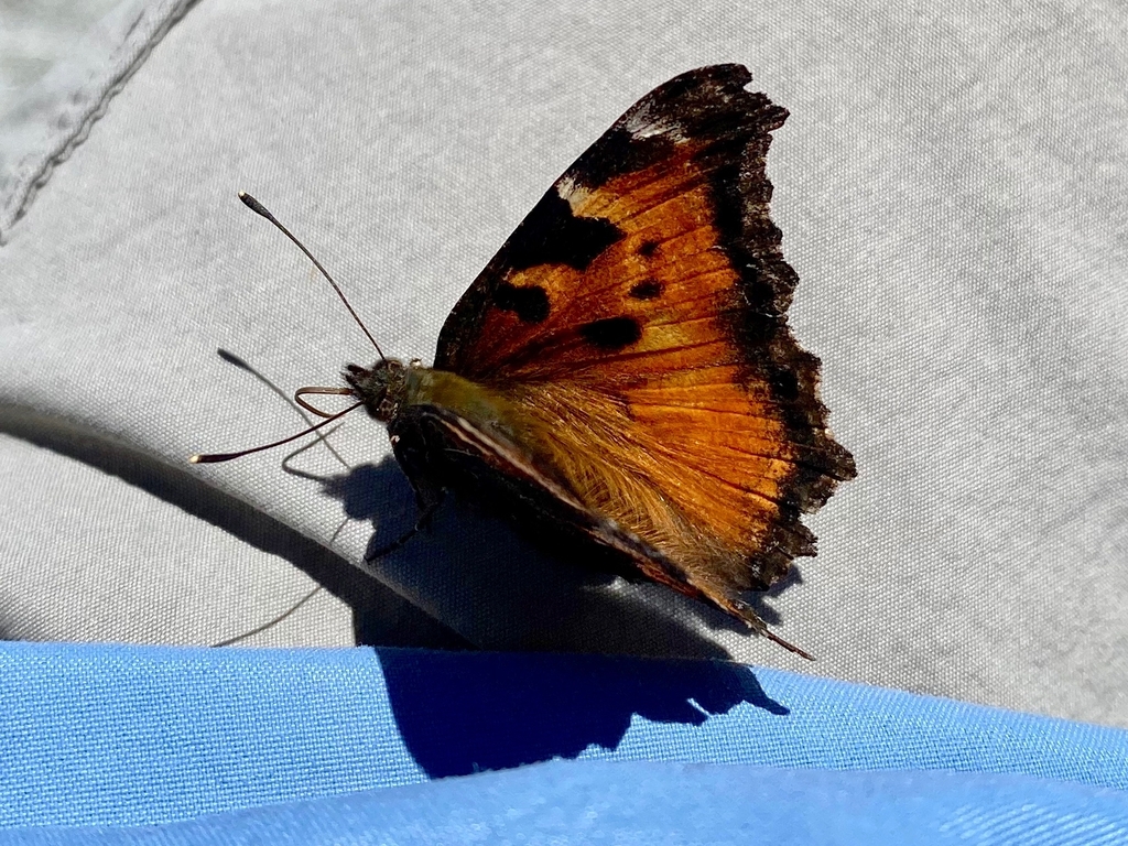 California Tortoiseshell from Siskiyou County, CA, USA on July 18, 2022 ...