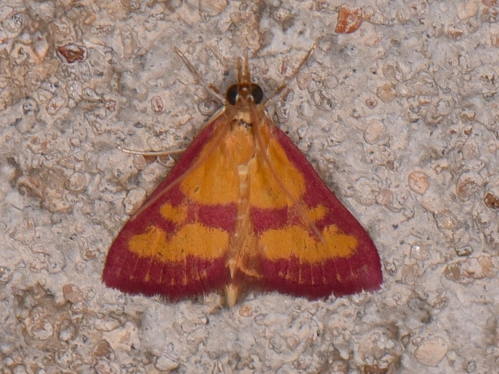 Southern Purple Mint Moth from Williamson County, TX, USA on July 19 ...