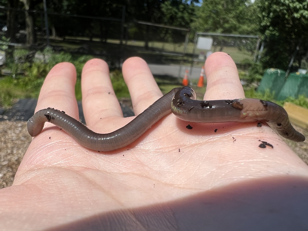 Rustic Jumping Worm from Van Cortlandt Park, New York, NY, US on July ...