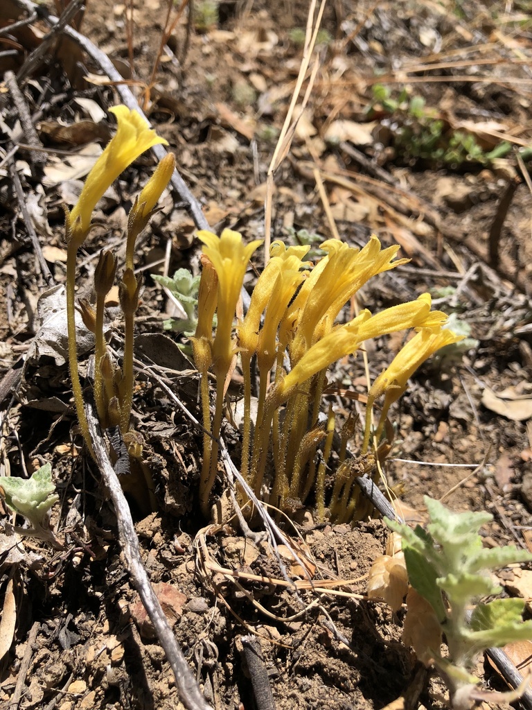 yellow clustered broomrape from Railroad Grade Fire Rd, Mill Valley, CA ...
