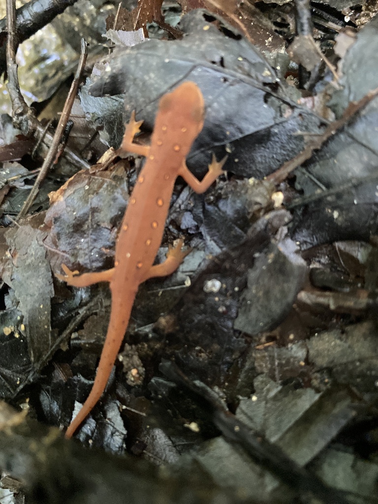 Eastern Newt from Marietta, SC, US on July 19, 2022 at 11:09 AM by ...