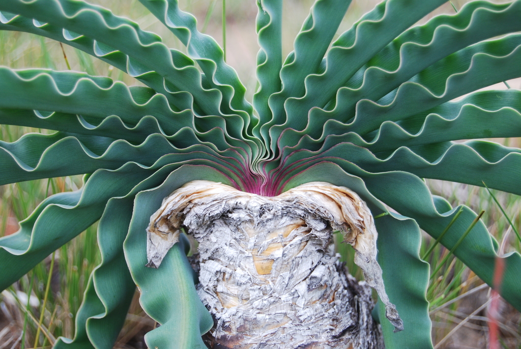 Poison-bulb (Plants of Lekwena Wildlife Estate) · iNaturalist