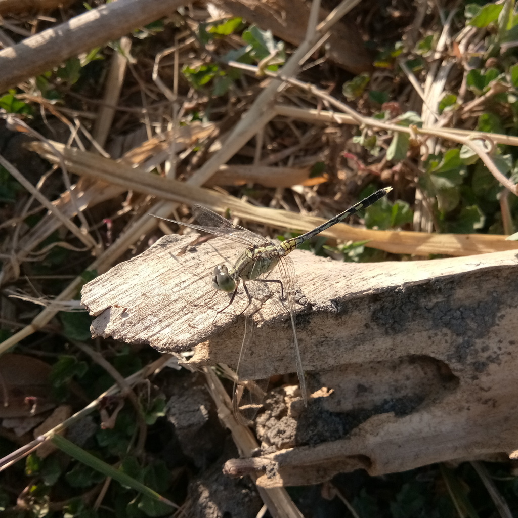 Chalky Percher from Magetan Regency, East Java, Indonesia on October 5 ...