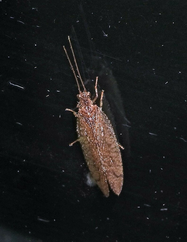 Nusalala tessellata from Guaraní, Misiones, Argentina on July 6, 2022 ...