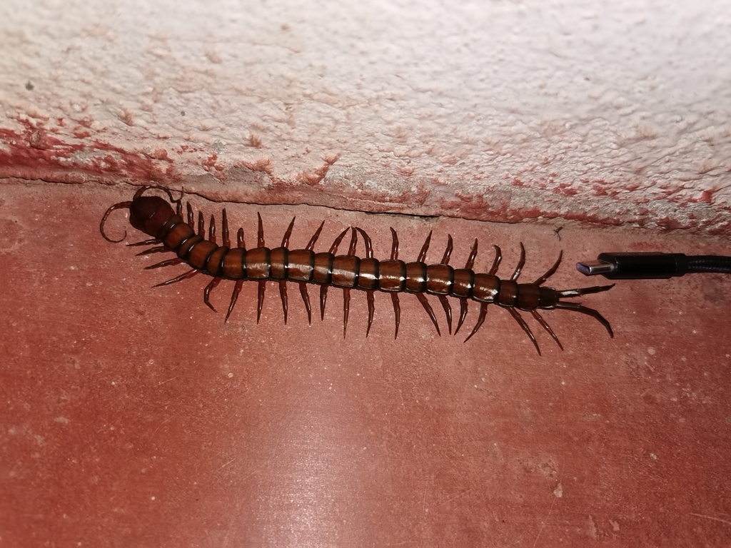 Pacific Giant Centipede from Analanjirofo, Madagascar on July 19, 2022 ...