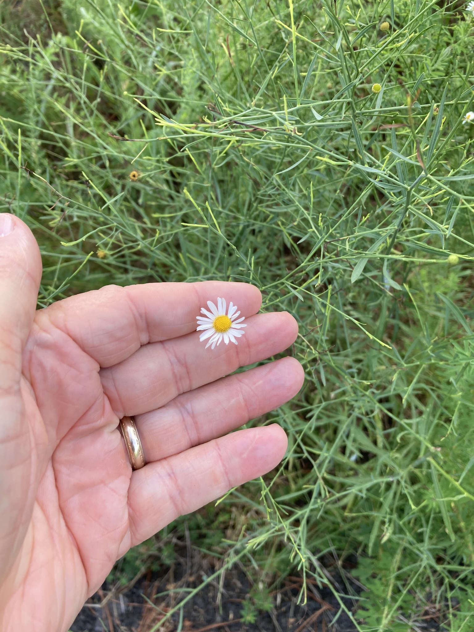 Boltonia diffusa Elliott