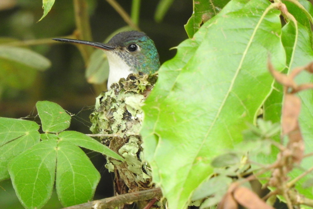 Azure-crowned Hummingbird (Saucerottia cyanocephala) - Avian Discovery