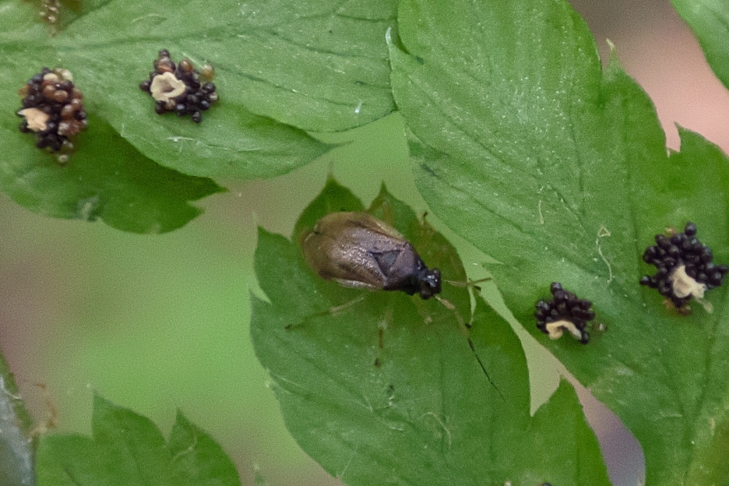 Bryocoris pteridis (Fallen, 1807)
