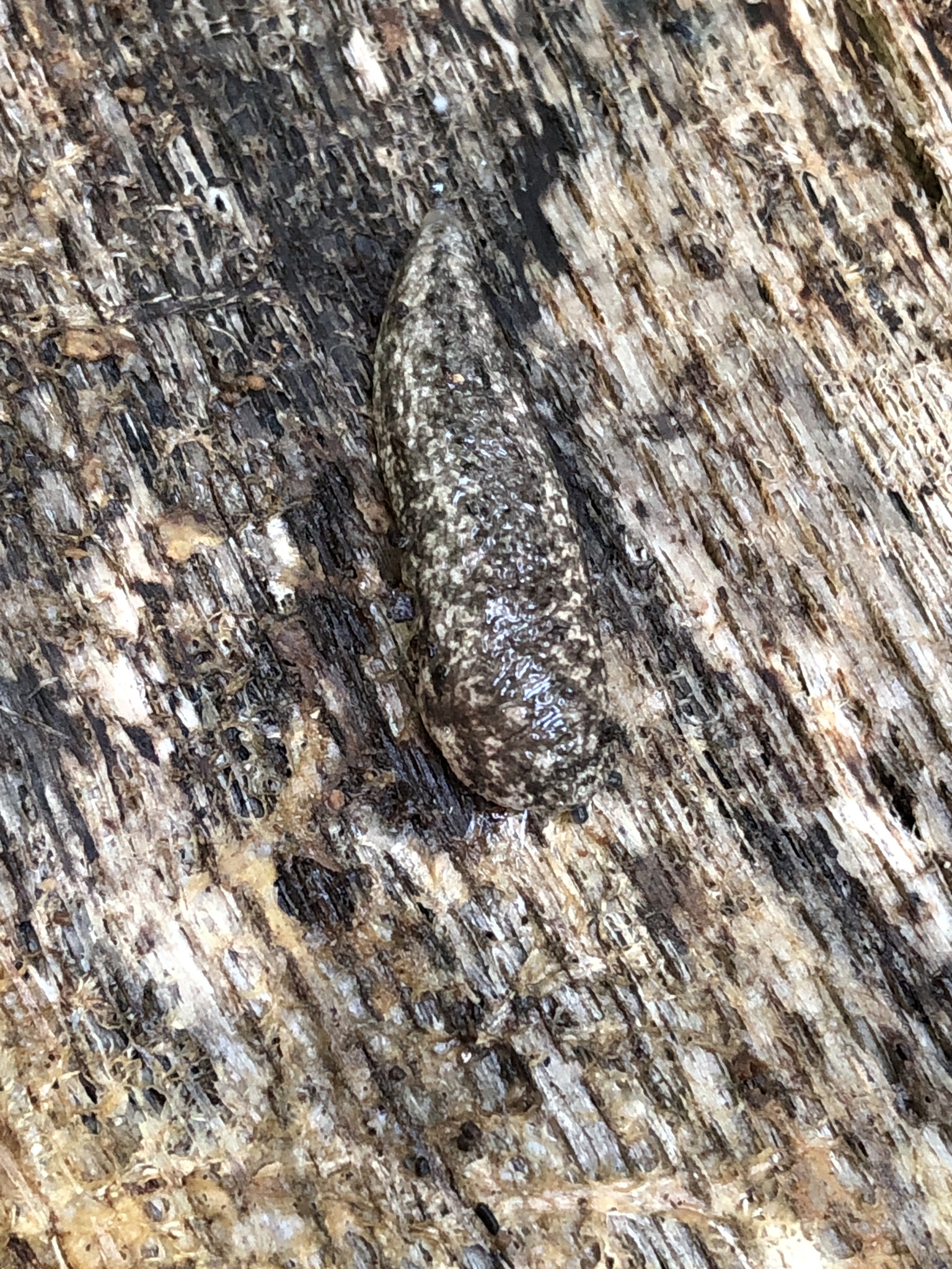 Philomycus togatus (A.Gould, 1841)