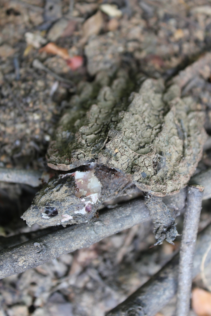 Alligator Snapping Turtle in July 2022 by Clifton Albrecht. Attoyac ...