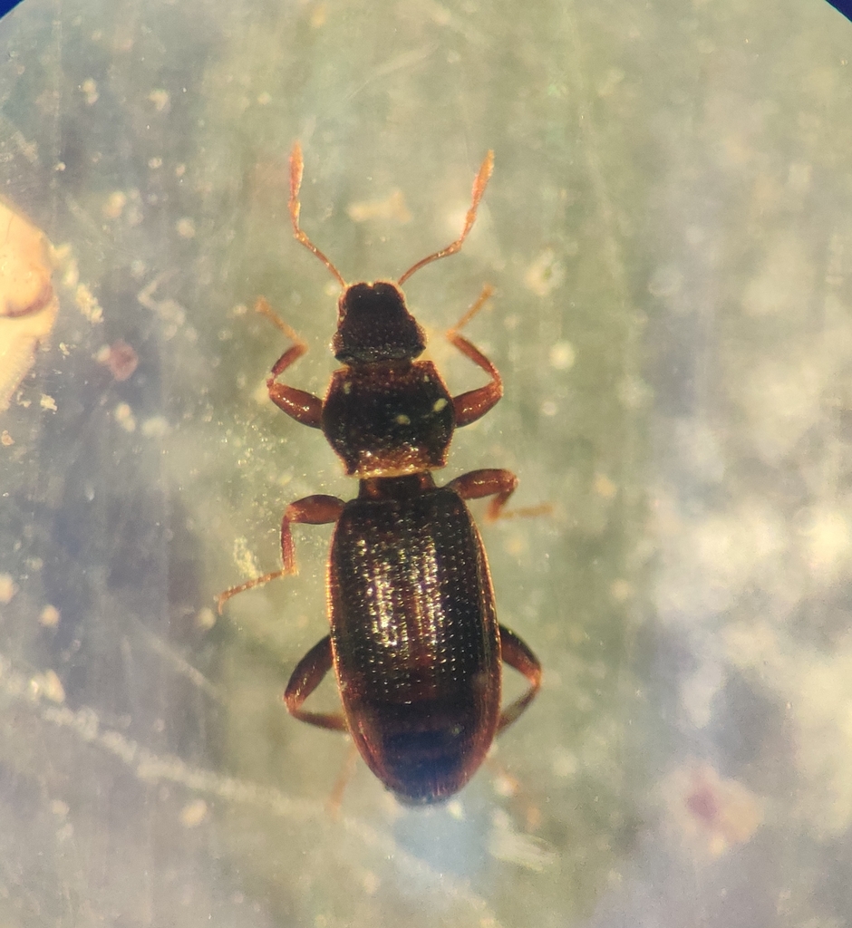 Hydraena from Scheibbs, AT-NO, AT on July 19, 2022 at 04:10 PM by ...