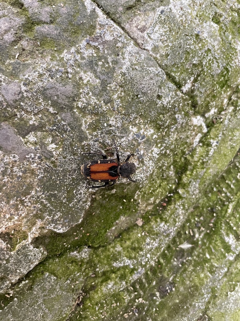 Clinterocera nigra from 圓通路367巷, 中和區, TW on July 12, 2021 at 03:25 PM ...