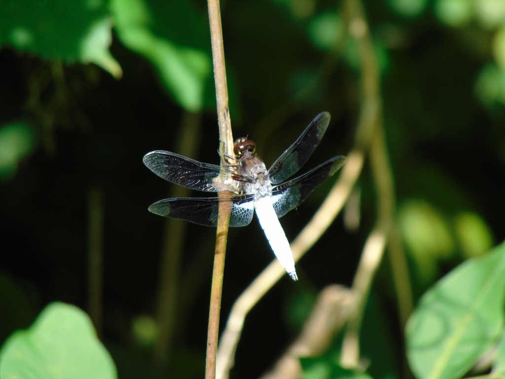 Common Whitetail from Valley View, OH 44125, USA on July 19, 2022 at 09 ...